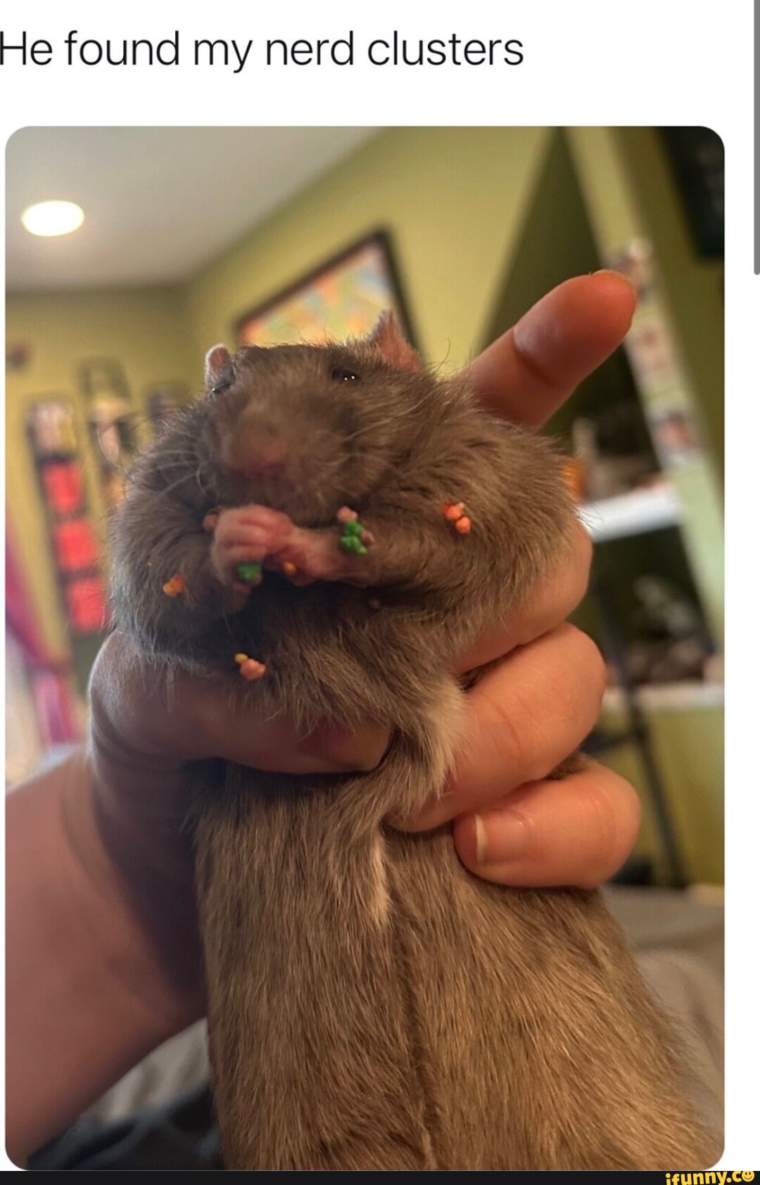 Ohboyrats memes. Best Collection of funny Ohboyrats pictures on iFunny