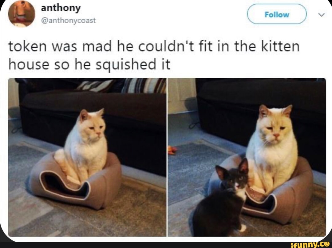 Squished memes. Best Collection of funny Squished pictures on iFunny