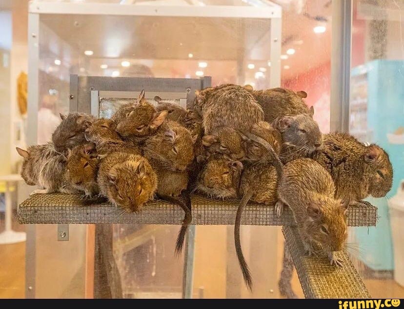 Degu memes. Best Collection of funny Degu pictures on iFunny