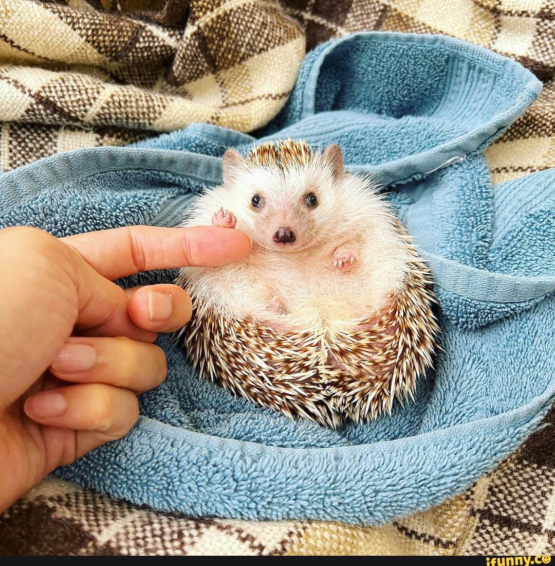 Monaca memes. Best Collection of funny Monaca pictures on iFunny