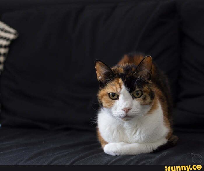 Old_cat memes. Best Collection of funny Old_cat pictures on iFunny