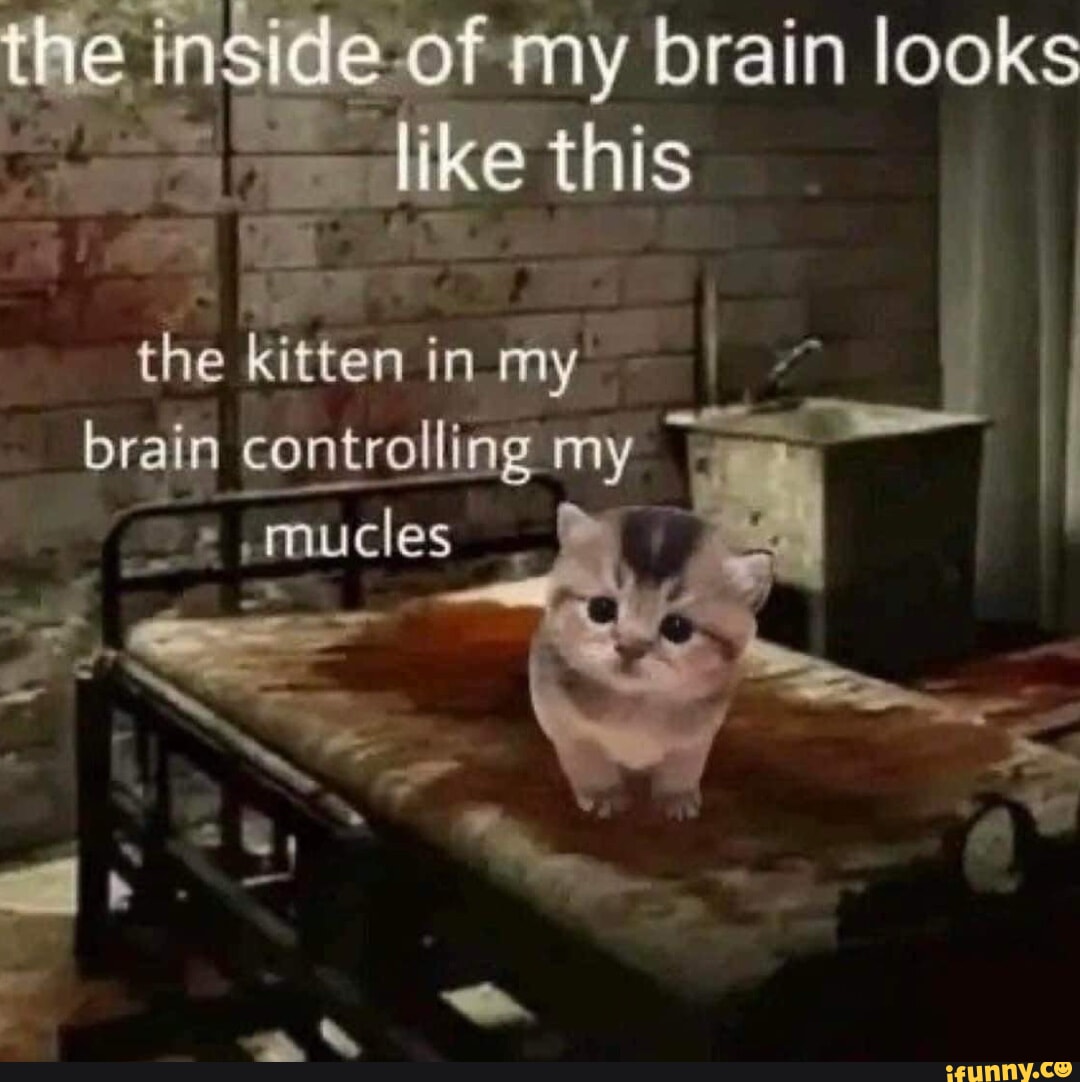Tie inside of my brain looks like this the kitten in my brain ...