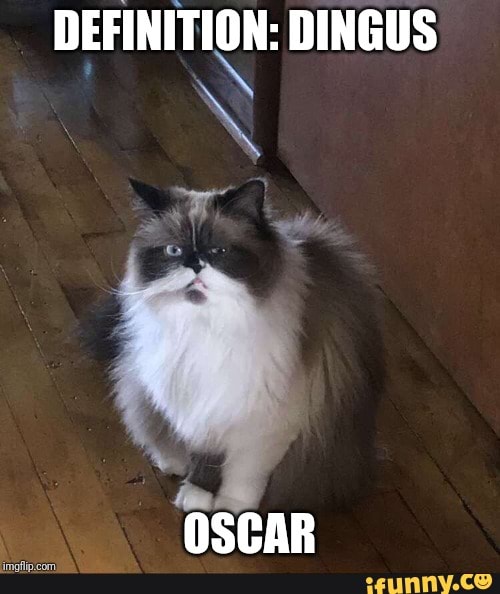 Meet Oscar, I made him into a meme. - DEFINITION: DINGUS OScAR - iFunny