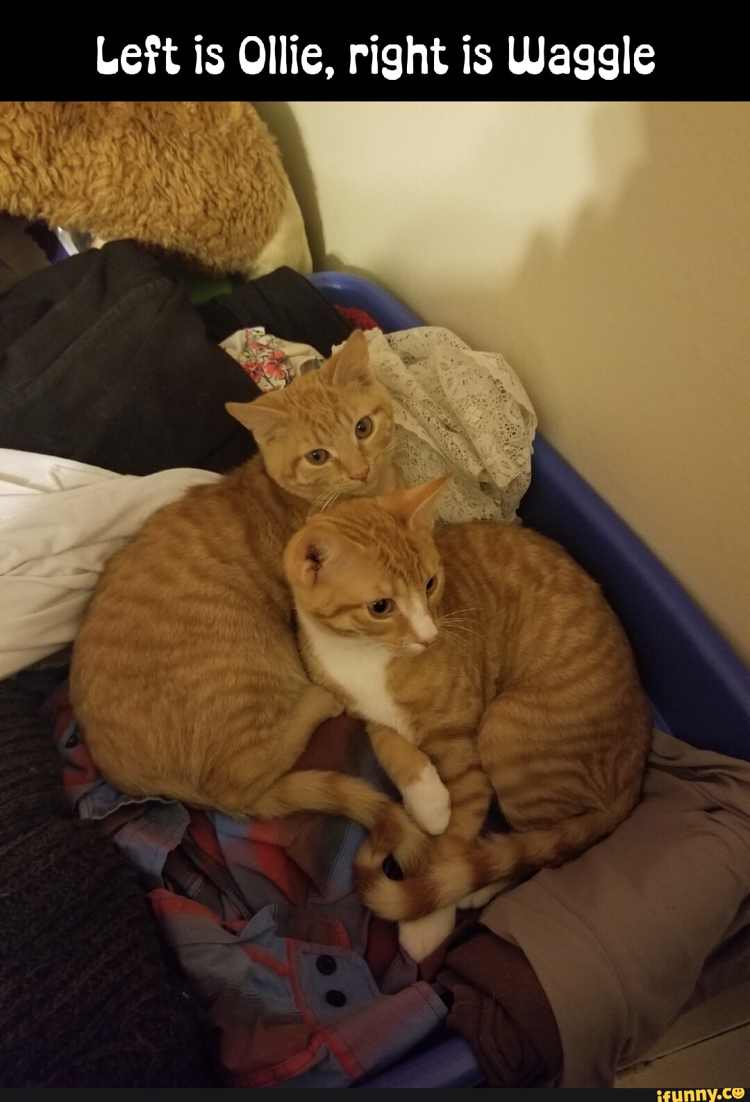 Ollie memes. Best Collection of funny Ollie pictures on iFunny