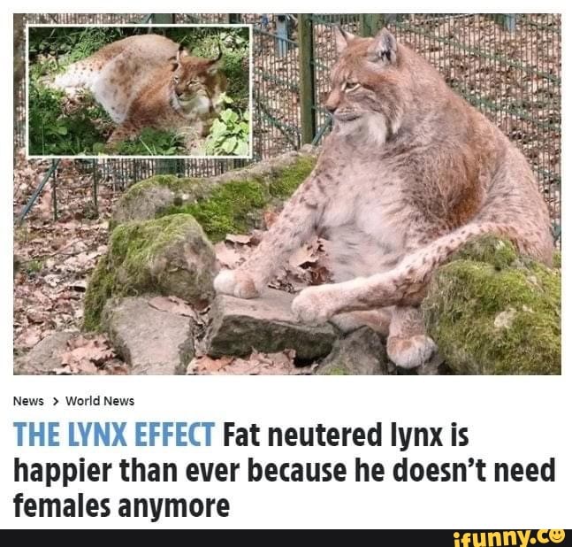 News World News THE LYNX EFFECT Fat neutered lynx is happier than ever ...