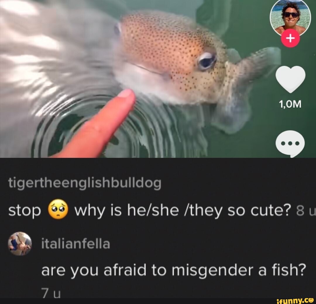 Tigertheenglishbulldog stop why is /they so cute? 8 u italianfella are ...