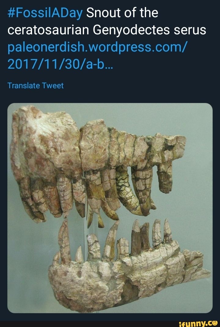 #FossilADay Snout of the ceratosaurian Genyodectes serus paleonerdish ...