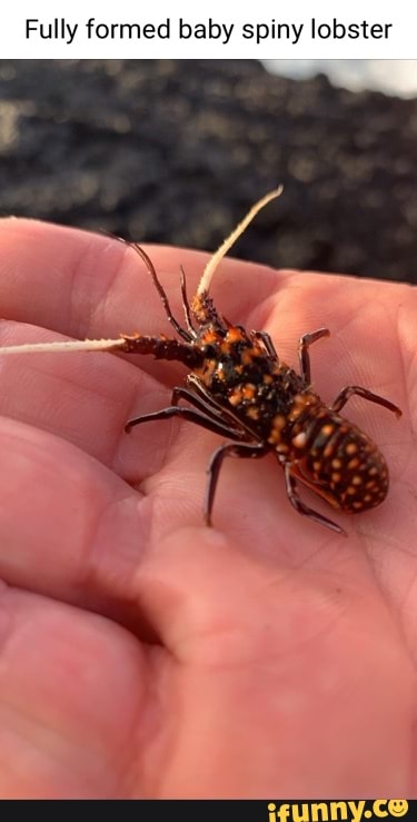 Baby Spiny Lobster