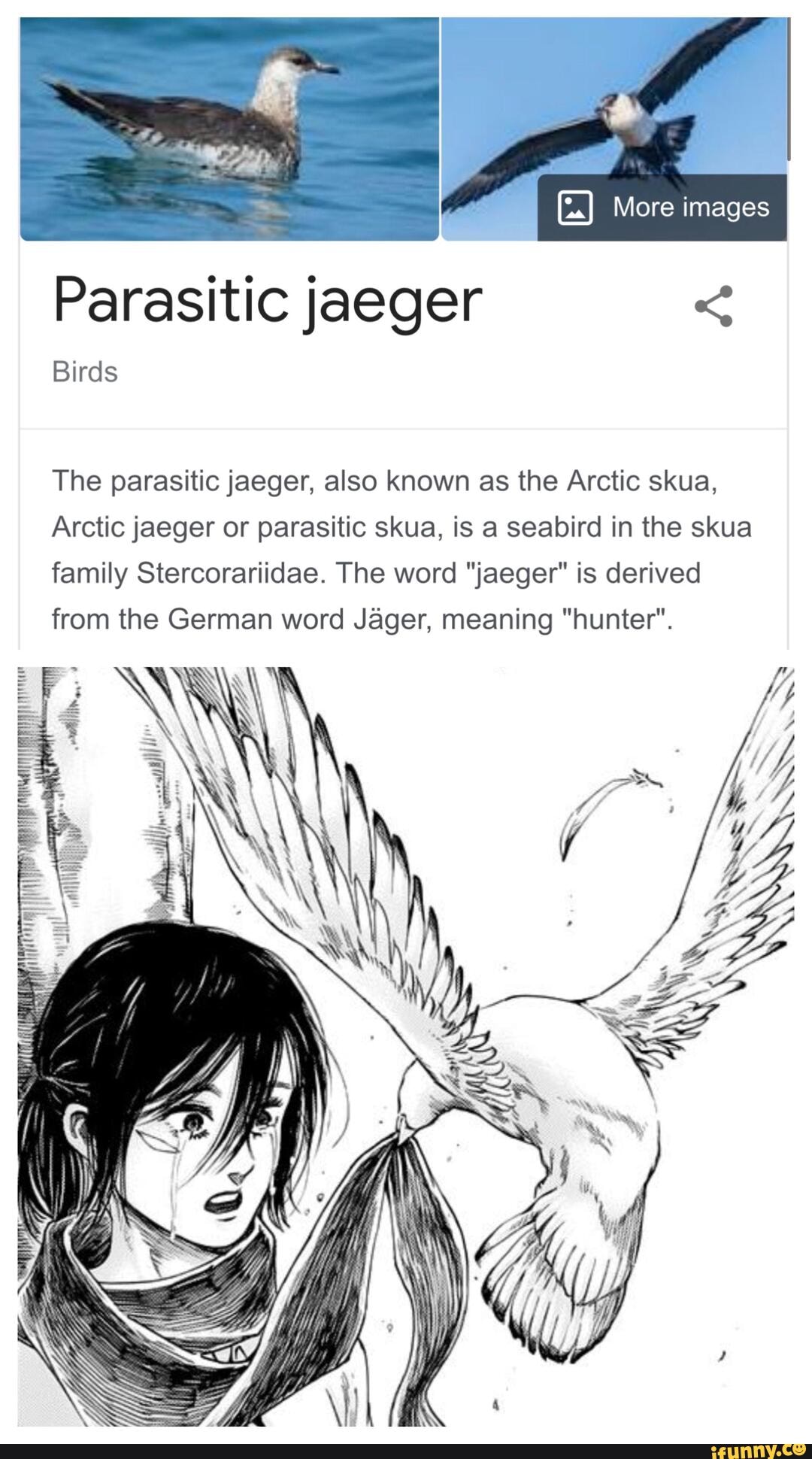 More images SS Parasitic jaeger