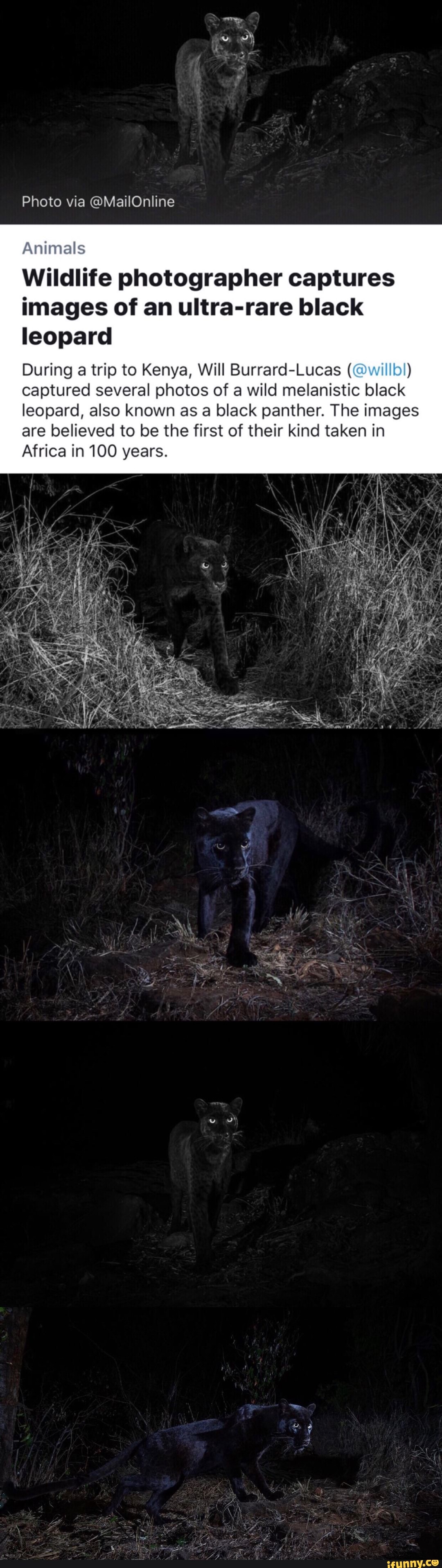 Wildlife photographer captures images of an ultra-rare black leopard ...