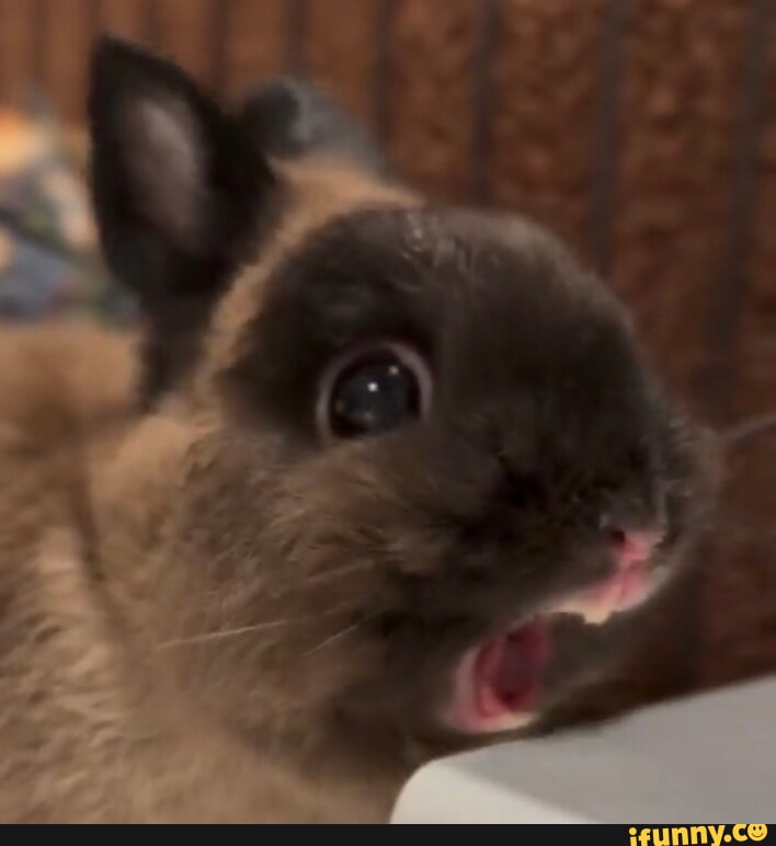 Bnuuy memes. Best Collection of funny Bnuuy pictures on iFunny