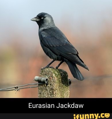 Jackdaw memes. Best Collection of funny Jackdaw pictures on iFunny