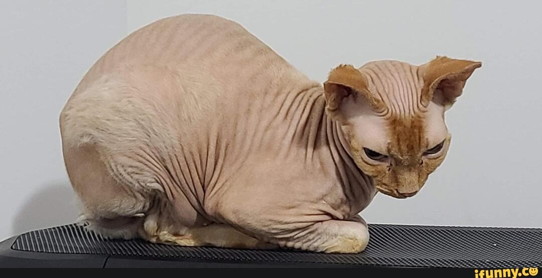 Catloaf memes. Best Collection of funny Catloaf pictures on iFunny