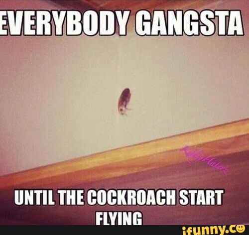EVERYBODY GANGSTA UNTIL THE COCKROACH START IVING - iFunny