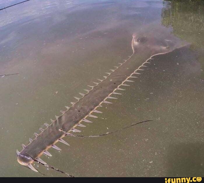 Sawfish memes. Best Collection of funny Sawfish pictures on iFunny