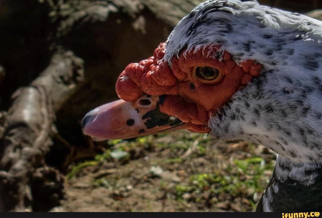 Muscovy memes. Best Collection of funny Muscovy pictures on iFunny