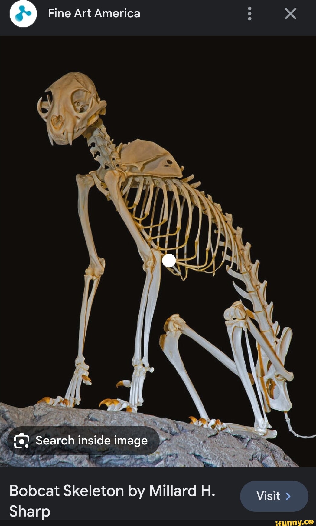 Bobcat memes. Best Collection of funny Bobcat pictures on iFunny