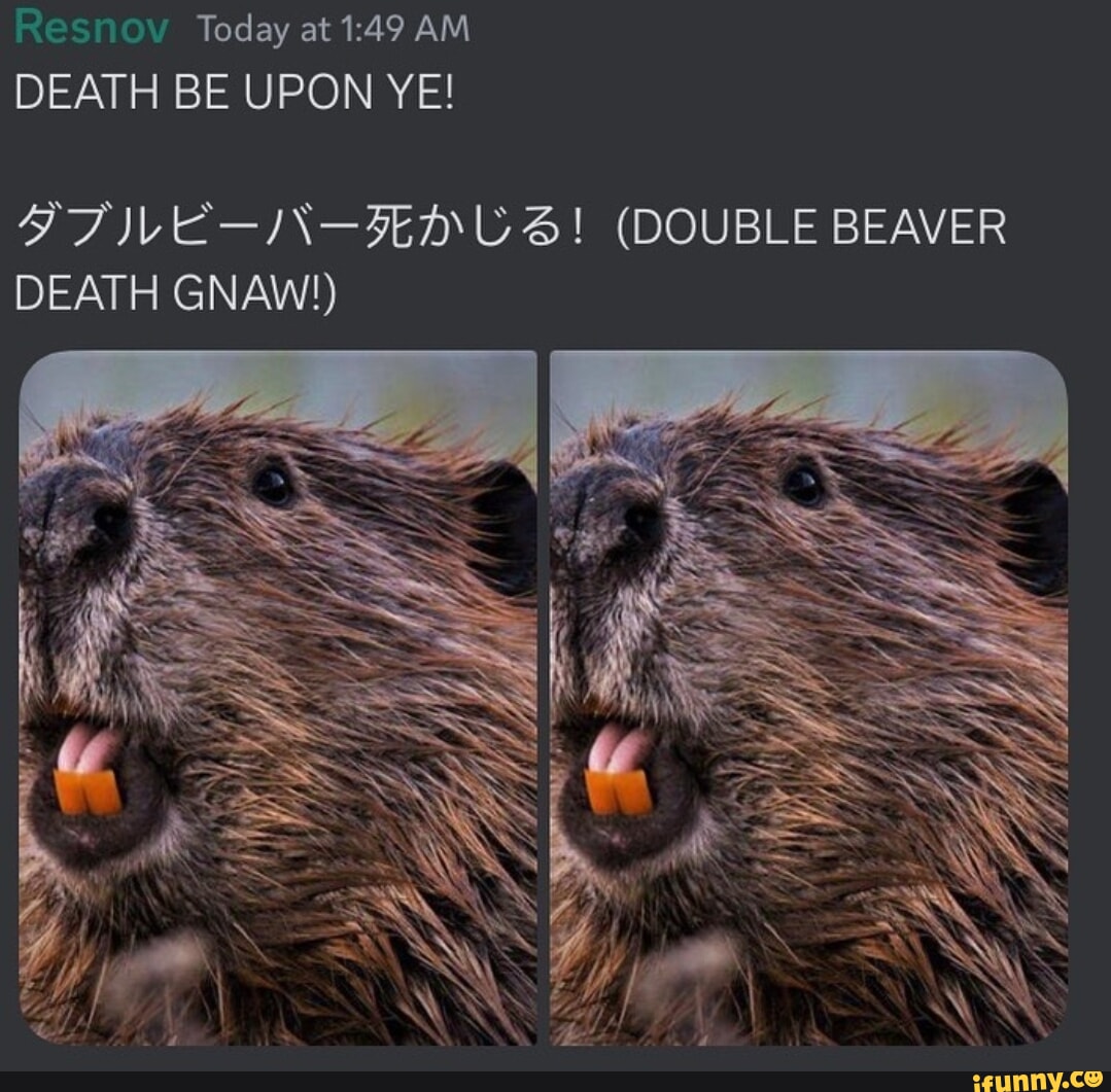 Gnaw memes. Best Collection of funny Gnaw pictures on iFunny