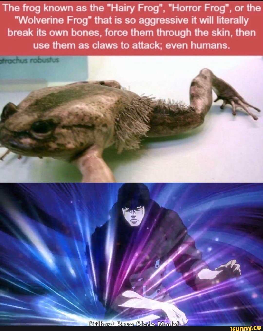 The frog known as the "Hairy Frog", "Horror Frog", or the "Wolverine ...