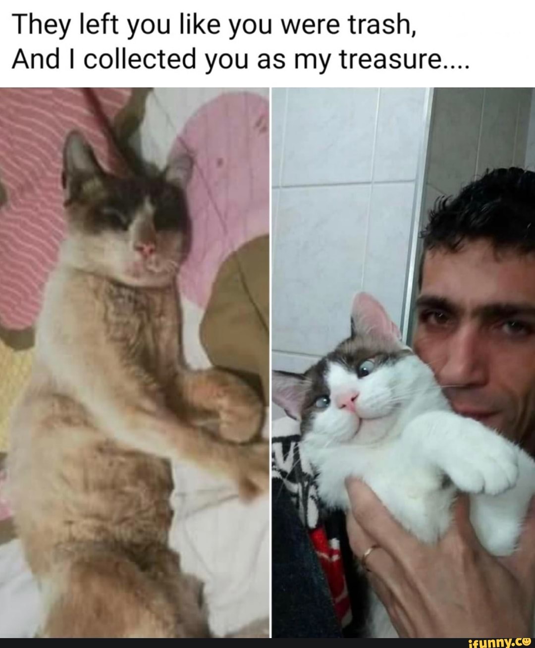 Cattp memes. Best Collection of funny Cattp pictures on iFunny