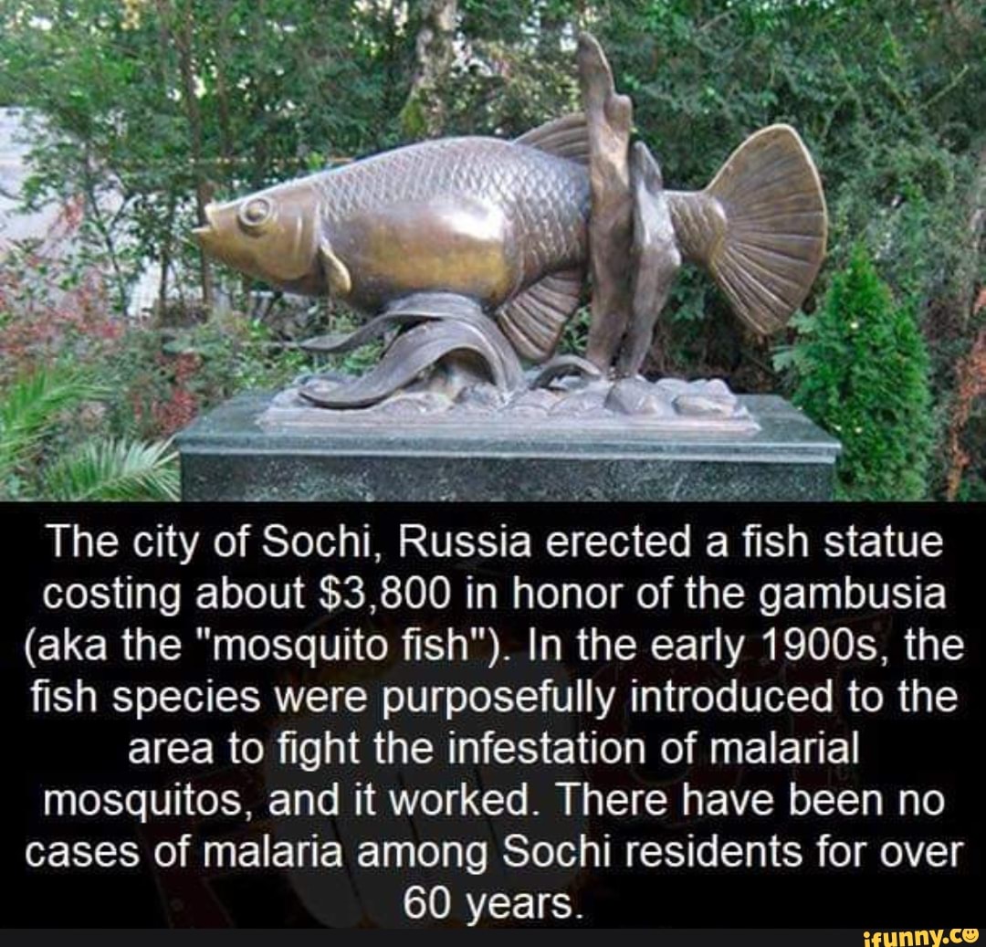 The city of Sochi, Russia erected a fish statue costing about $3,800 in ...