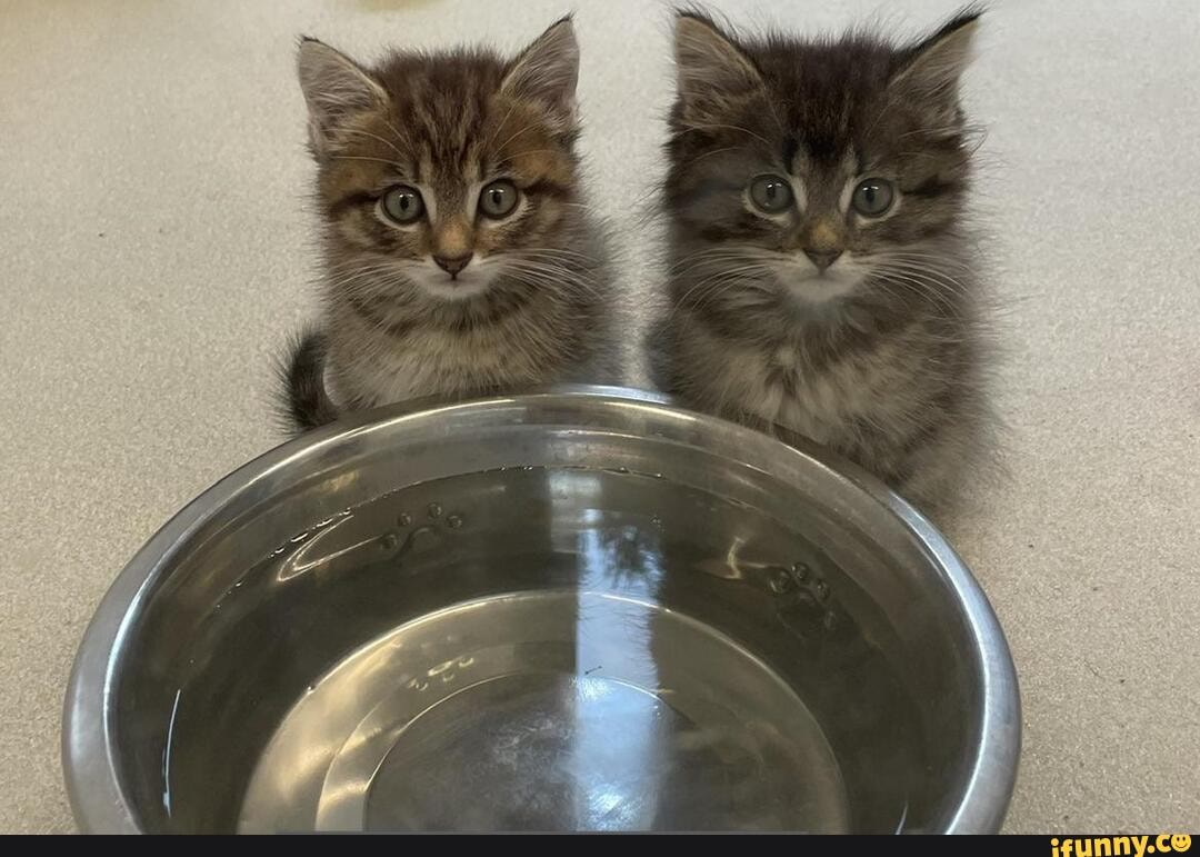 Redrum memes. Best Collection of funny Redrum pictures on iFunny