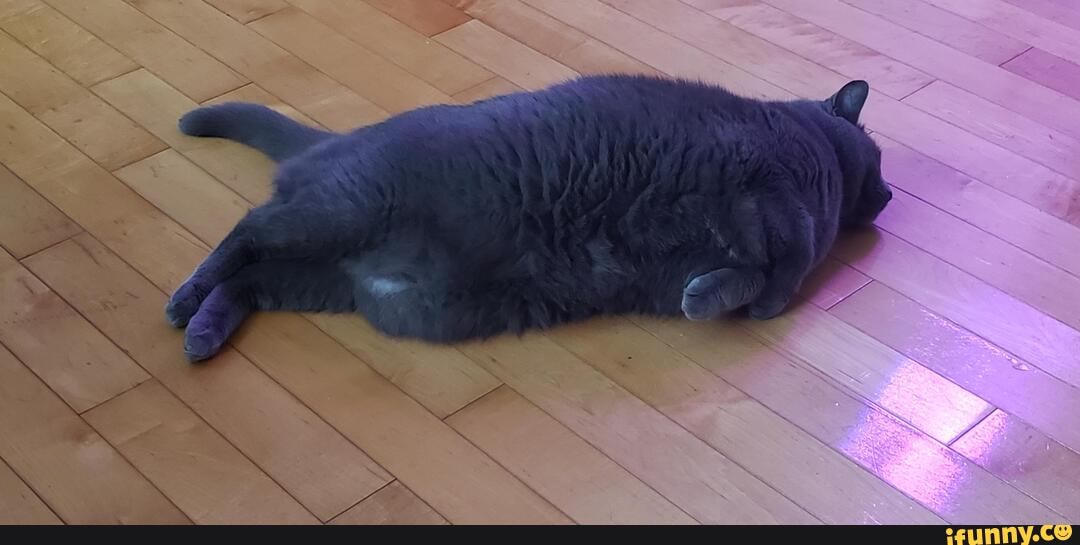 Squidy memes. Best Collection of funny Squidy pictures on iFunny