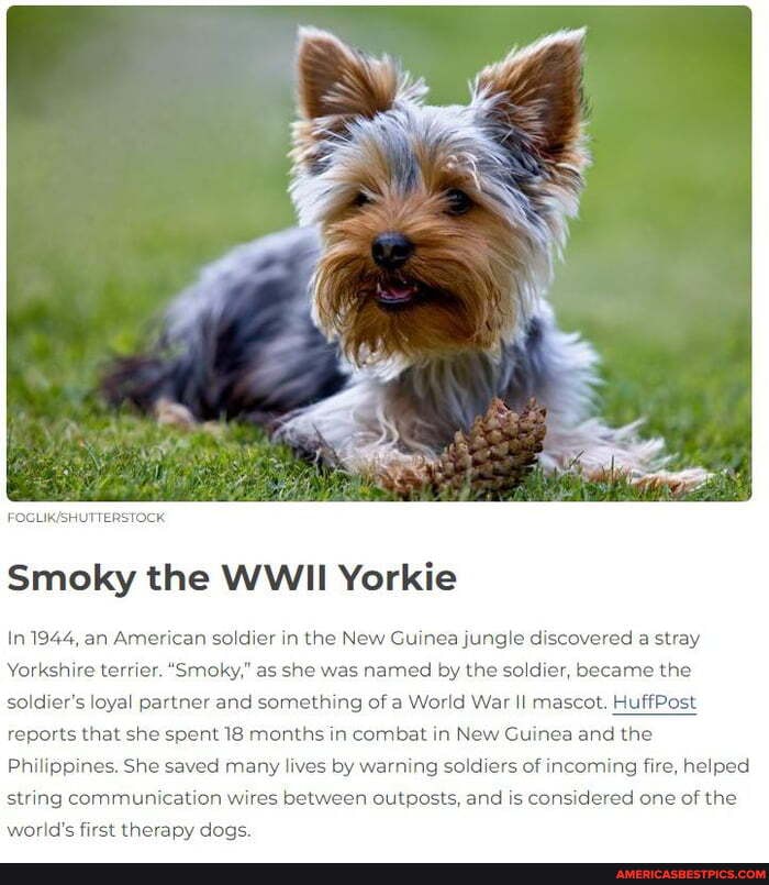FOGLIKISHUTT Smoky the WWII Yorkie In 1944, an American soldier in the ...