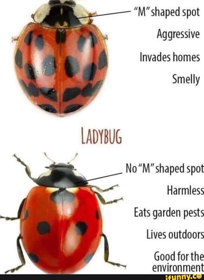 Ladybug memes. Best Collection of funny Ladybug pictures on iFunny