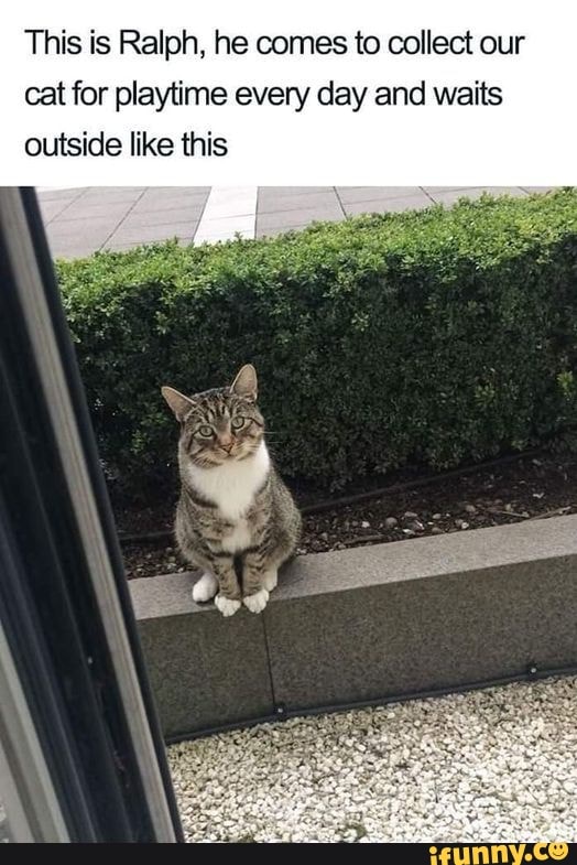 This is Ralph, he comes to collect our cat for playtime every day and ...
