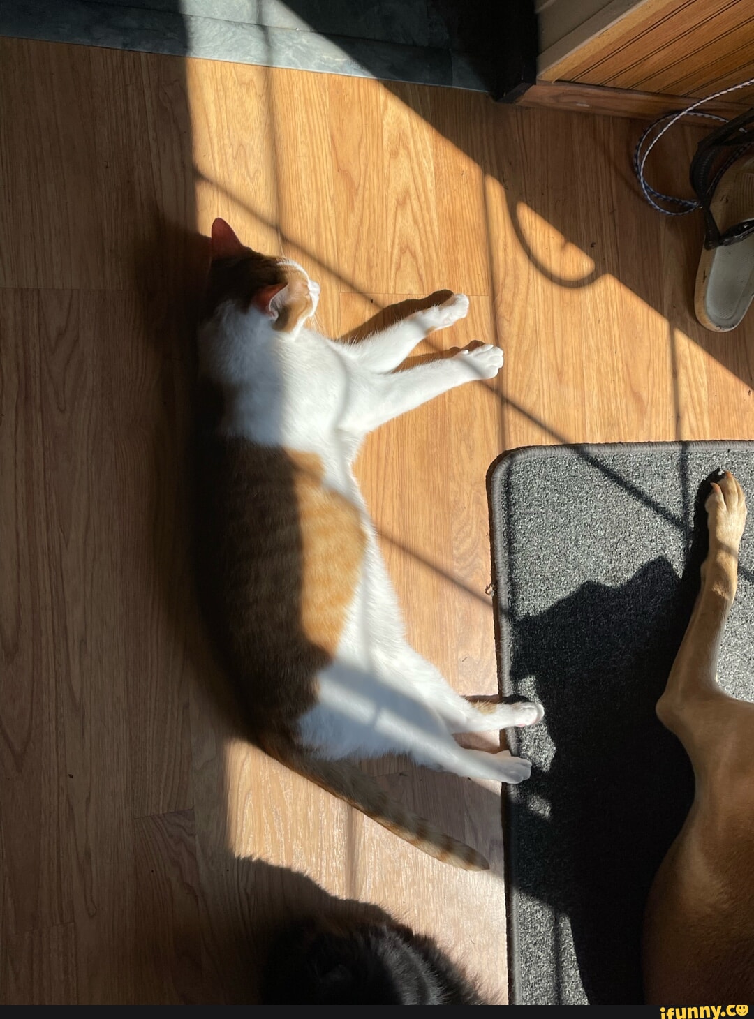 Stinky memes. Best Collection of funny Stinky pictures on iFunny