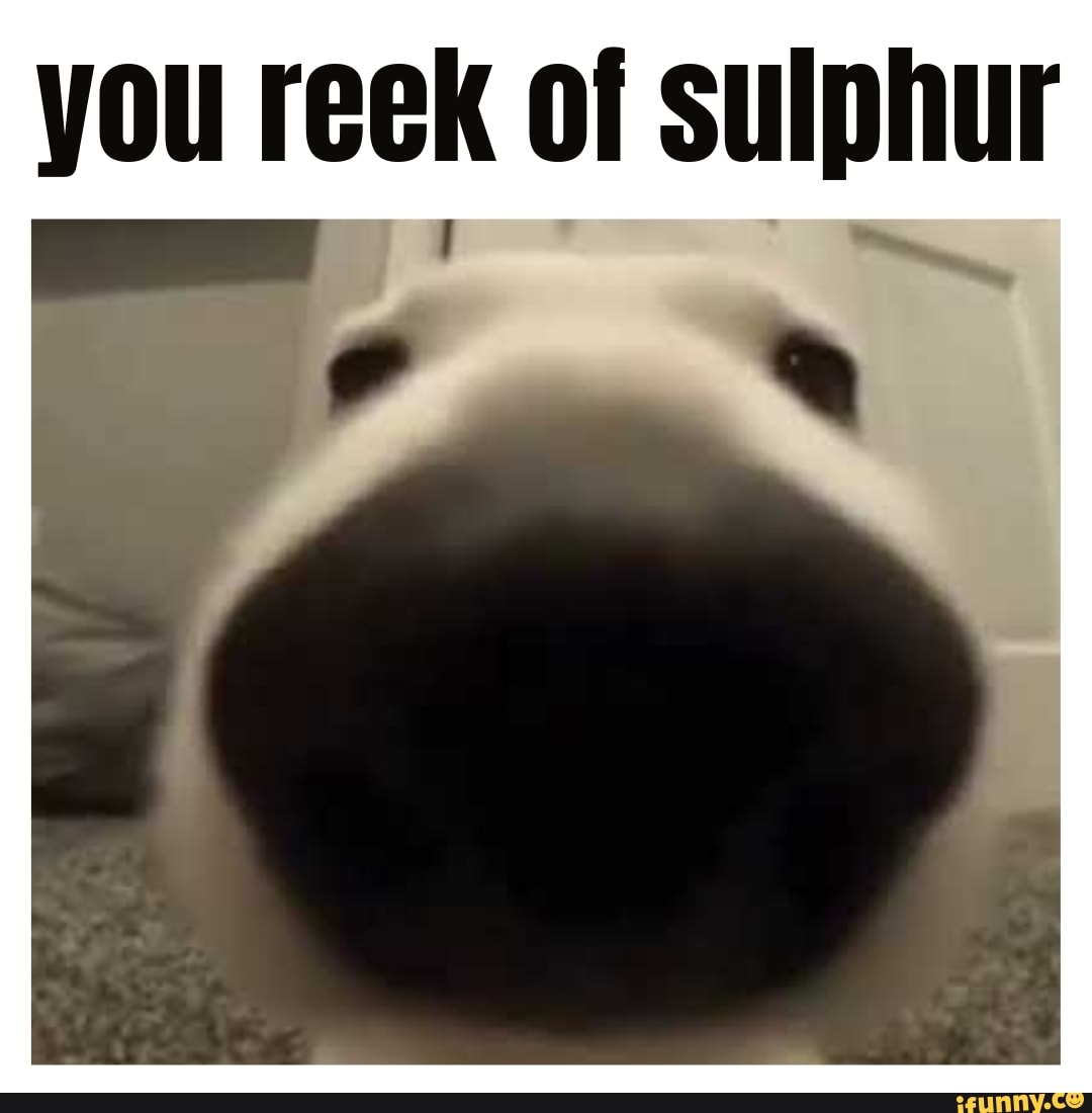 Crigne memes. Best Collection of funny Crigne pictures on iFunny