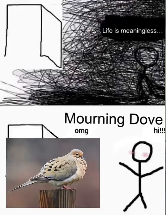 Mourning Dove hi!! - )