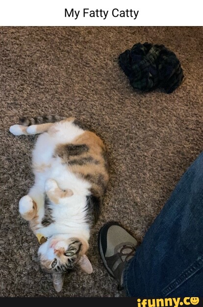 Catty memes. Best Collection of funny Catty pictures on iFunny