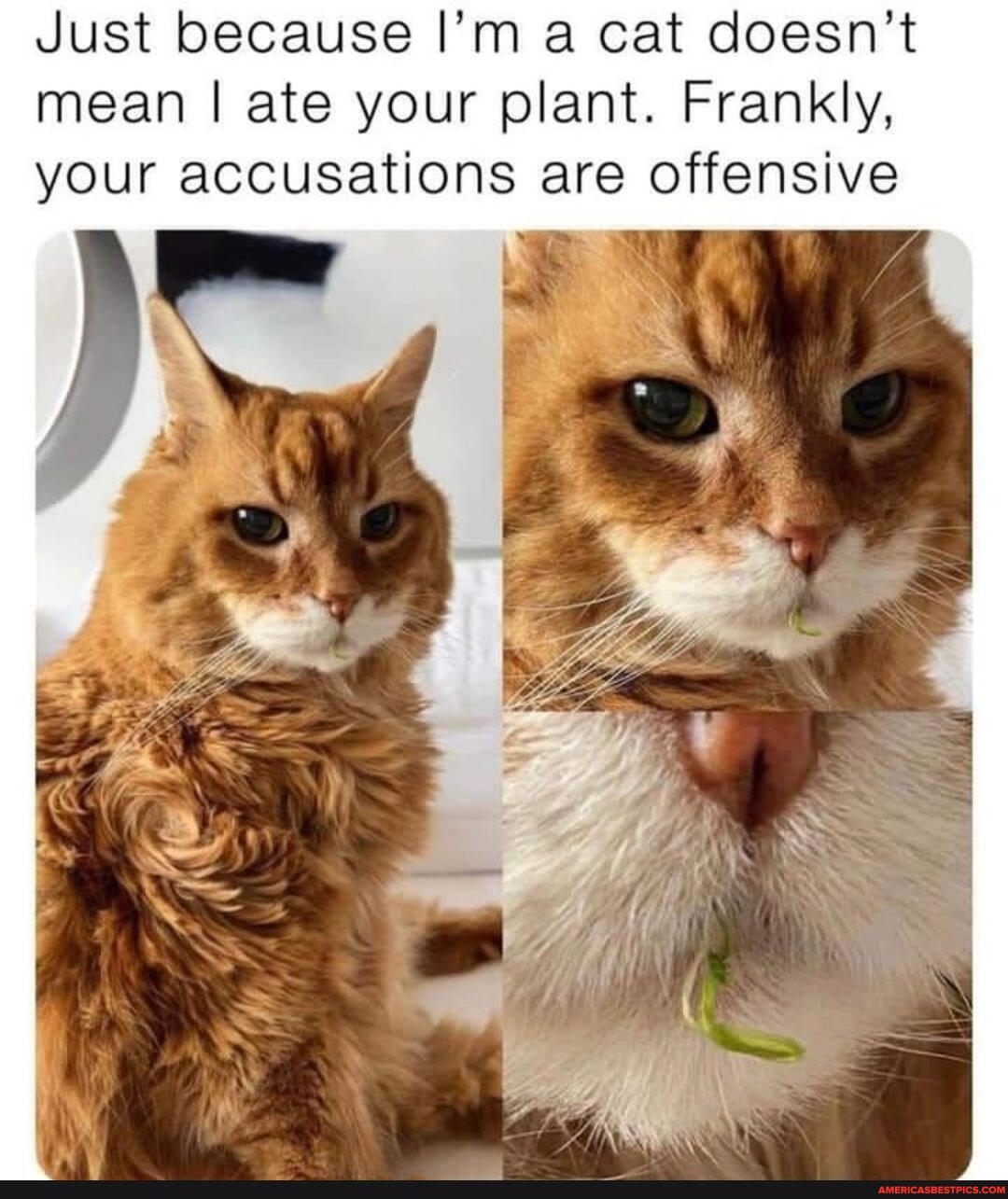 Catmemes catmemesdaily cat kitten instacat catmemesarethebest memecat ...