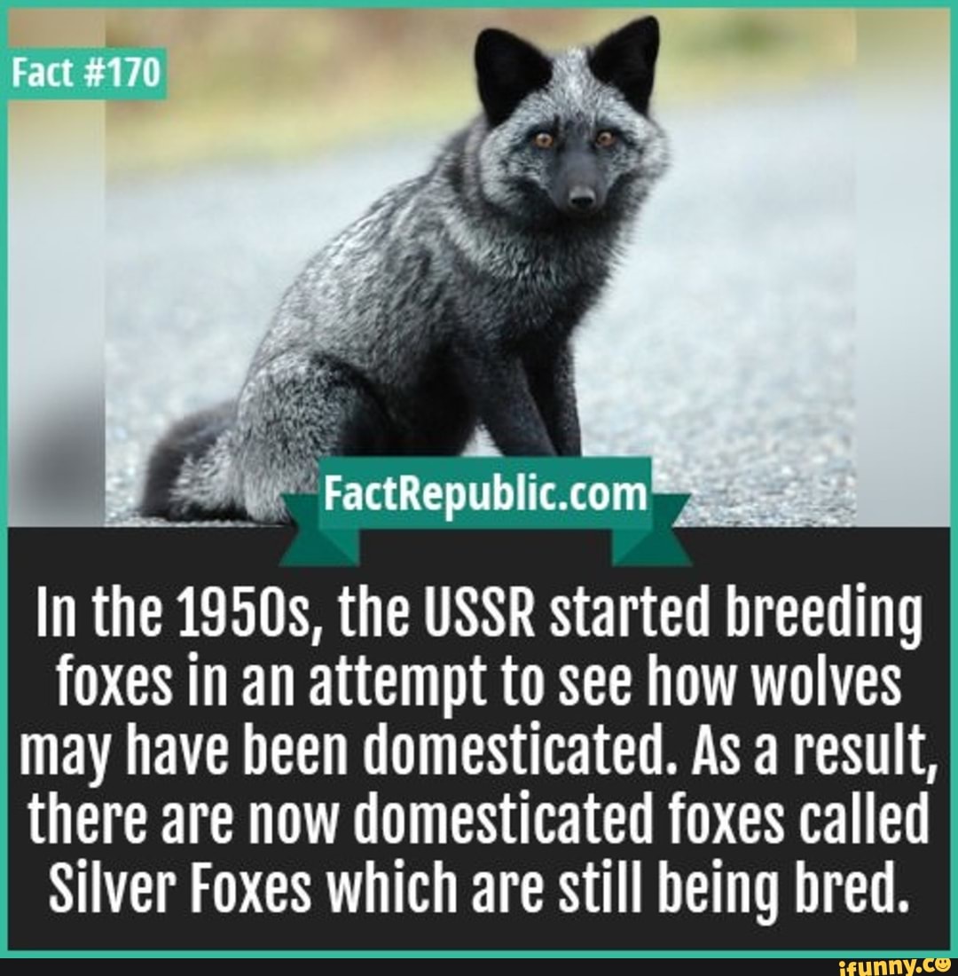 Fact FactRepublic.com- In the 1950s, the USSR started breeding foxes in ...