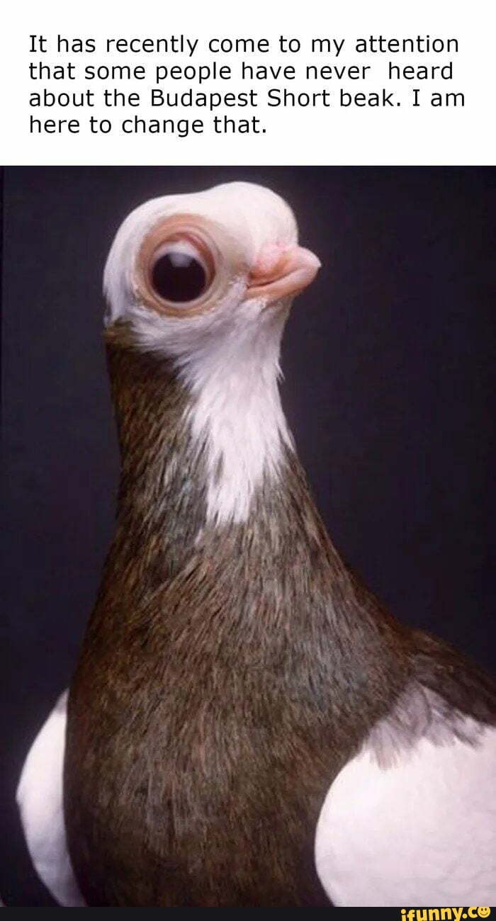 English_short_faced_tumbler memes. Best Collection of funny English ...