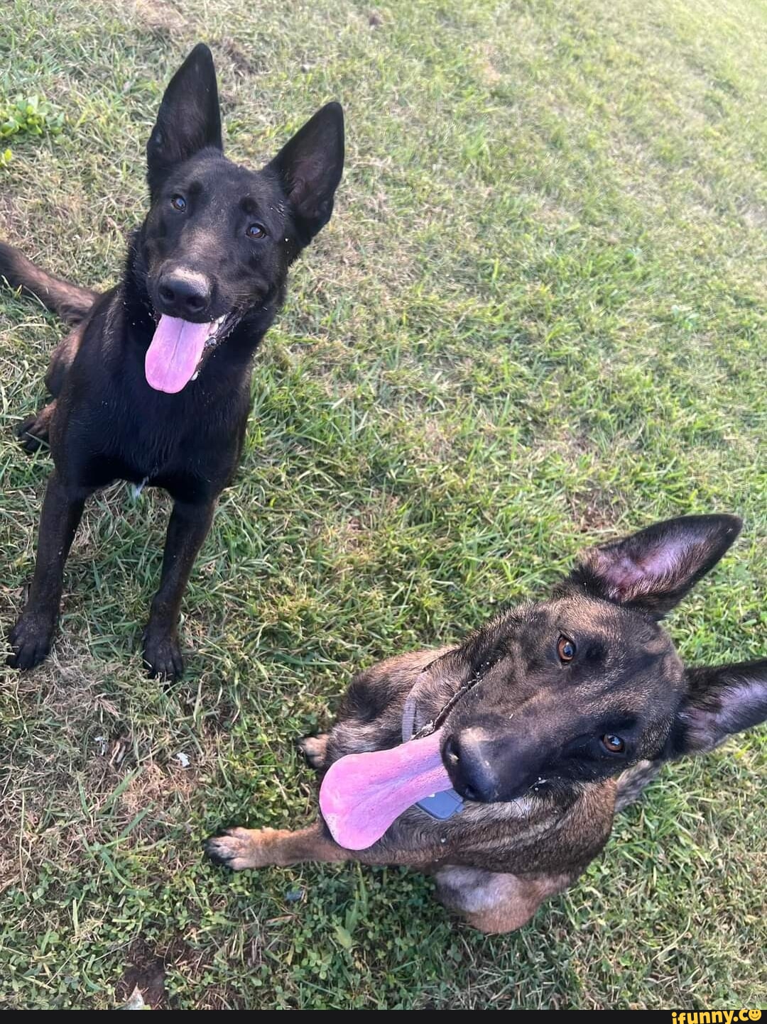 Malinois memes. Best Collection of funny Malinois pictures on iFunny