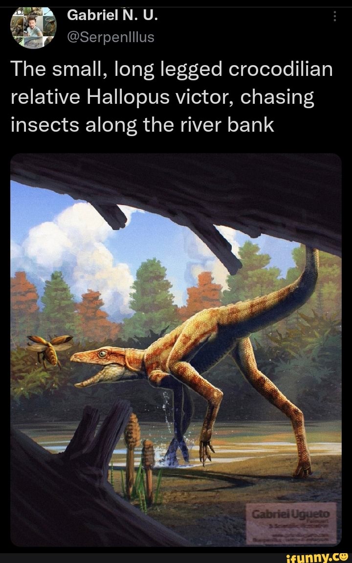 Gabriel N. U. @Serpenlllus The small, long legged crocodilian relative ...