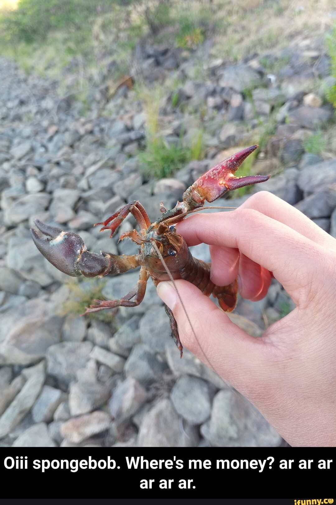 Oiii memes. Best Collection of funny Oiii pictures on iFunny