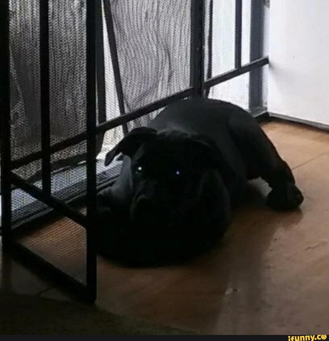 Hellhound memes. Best Collection of funny Hellhound pictures on iFunny