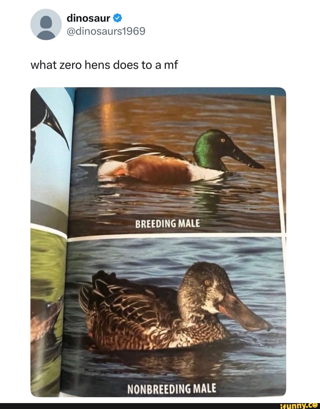 What zero hens does to a mf BREEDING MALE NONBREEDING MALE I - iFunny