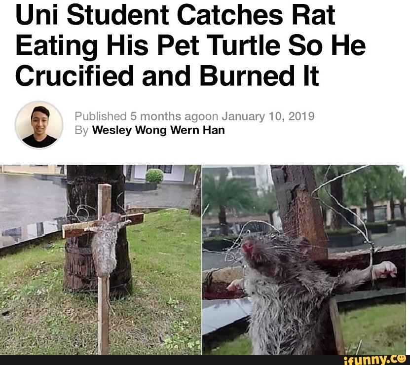 Uni Student Catches Rat Eating His Pet Turtle So He Crucified and ...