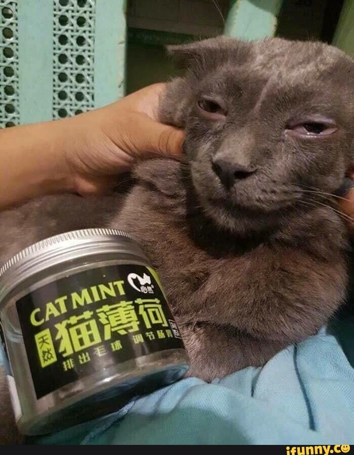 Catmint memes. Best Collection of funny Catmint pictures on iFunny