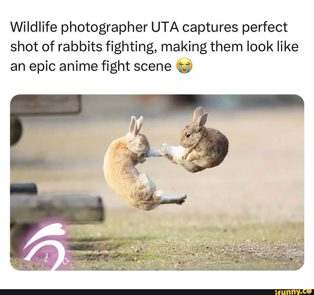 Id watch seasons of this memes cute funny animals photography ...
