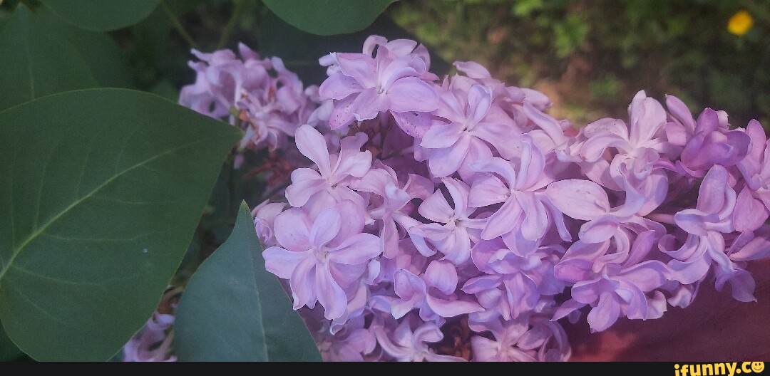 Lilac memes. Best Collection of funny Lilac pictures on iFunny