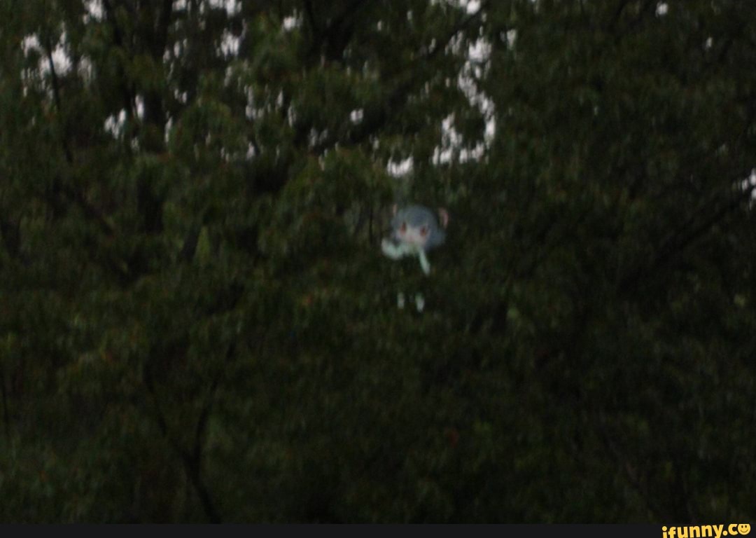 Picture memes R5WB1pBm8 by Nazrin: 8 comments - iFunny