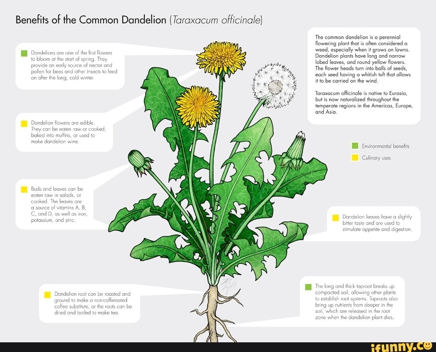 Benefits Of The Common Dandelion Taraxacum Officinale The Common benefits-of-the-common-dandelion-taraxacum-officinale-the-common