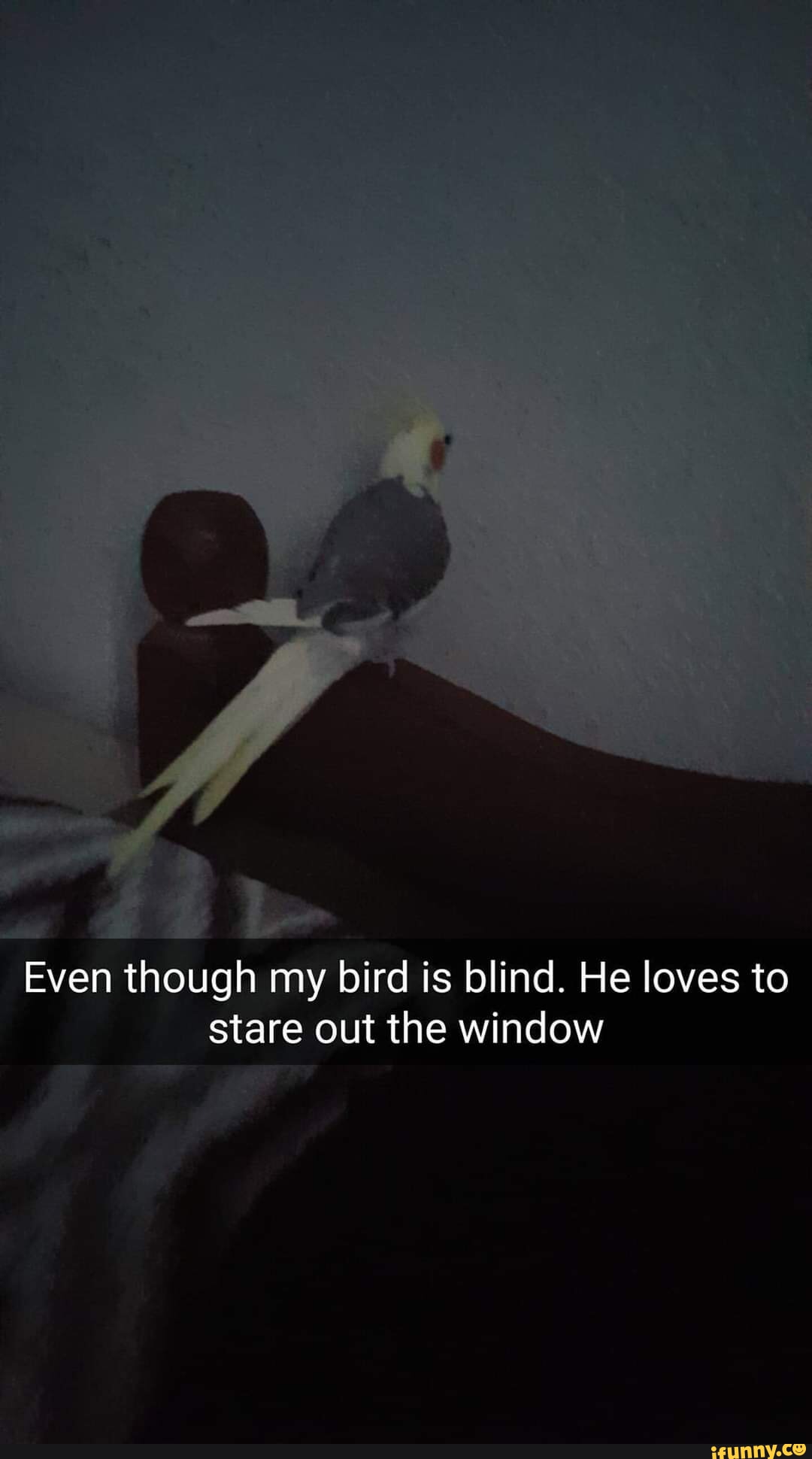 Even though my bird is blind. He loves to stare out the window - iFunny