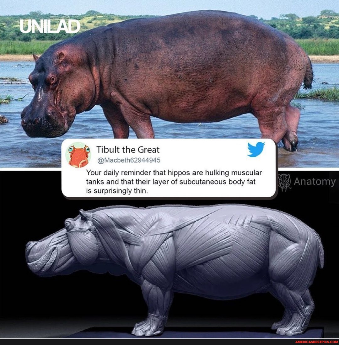 BEAST MODE STATUS: Hippo! - UNILAD Tibult the Great 5 Your daily ...